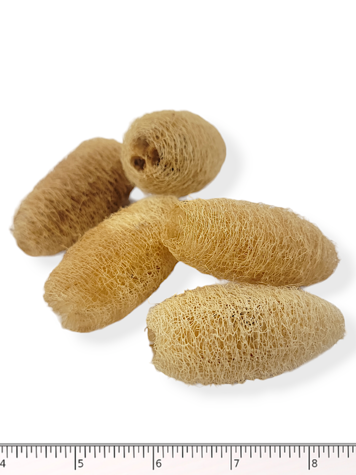 Whole Loofah Foragers for bird toys