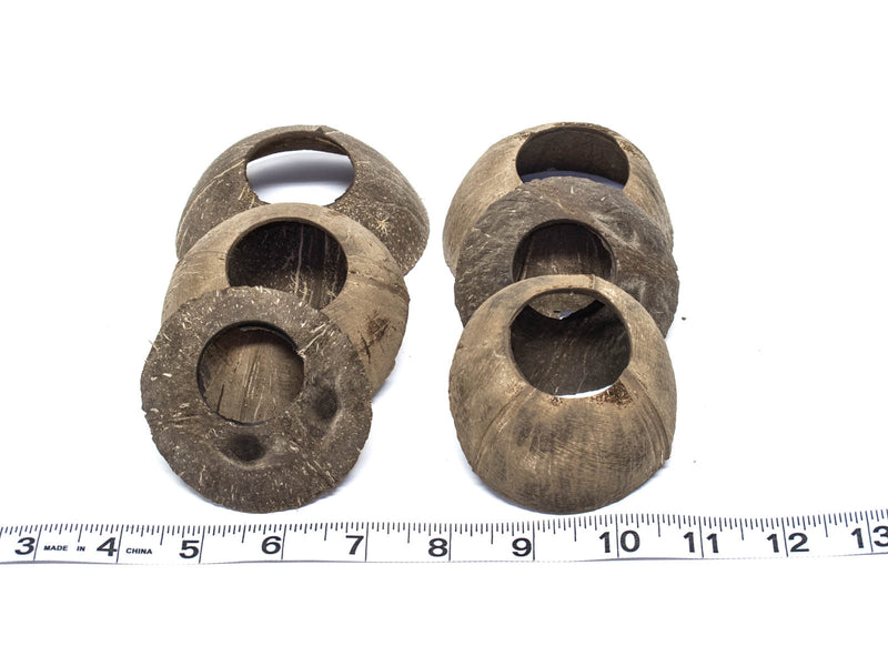 Coconut & Pine Cones